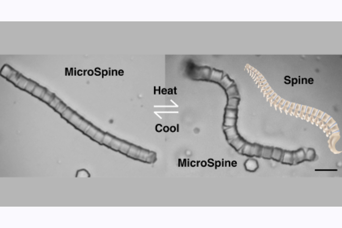 港大研發微型變形脊椎 冀助創建智能微型機器人｜大紀元時報 香港｜獨立敢言的良心媒體